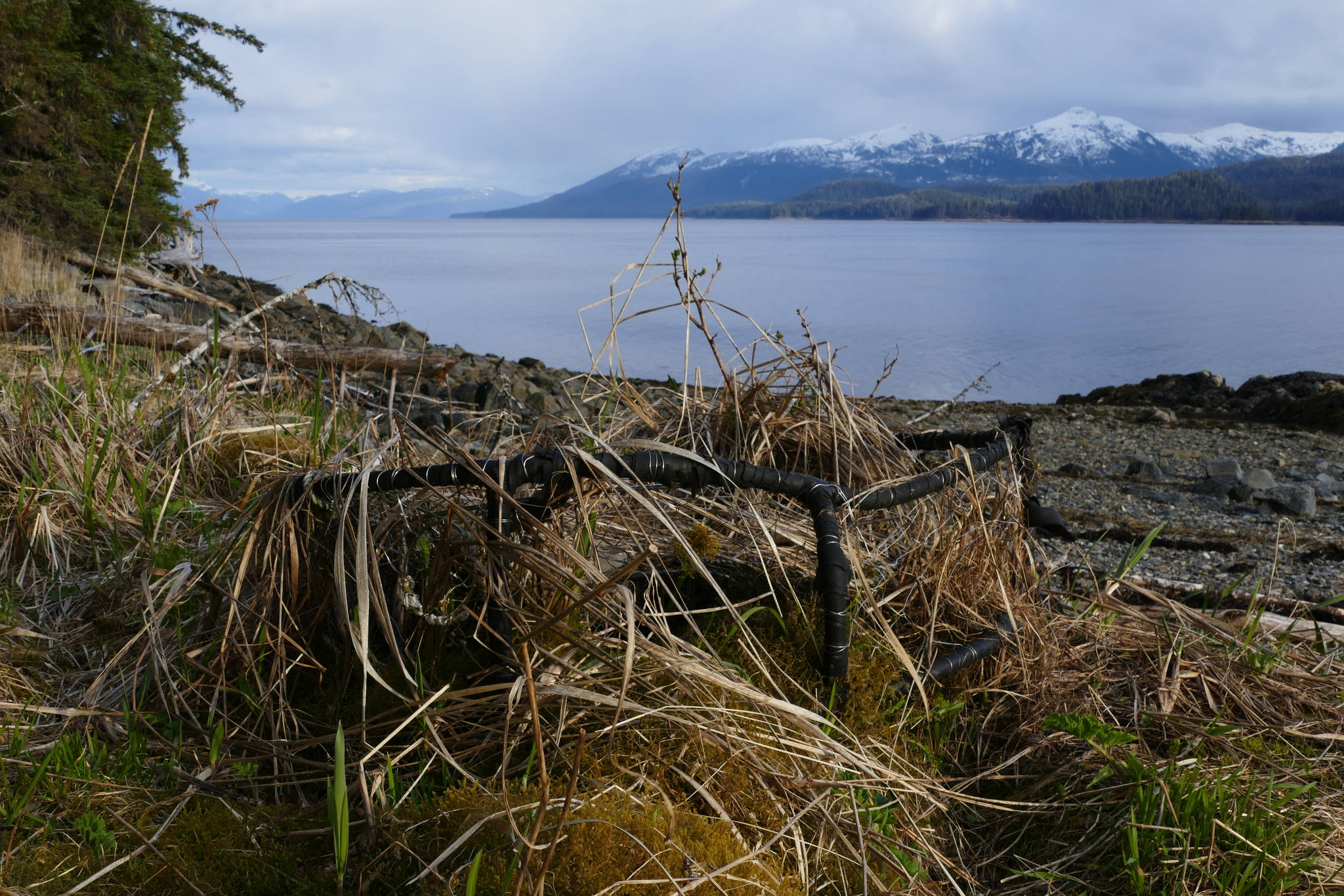 Reflections of a Predator | Juneau Empire