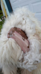 A Day in the Life of: Chas' Koowu Tla'a Teri Rofkar | Juneau Empire