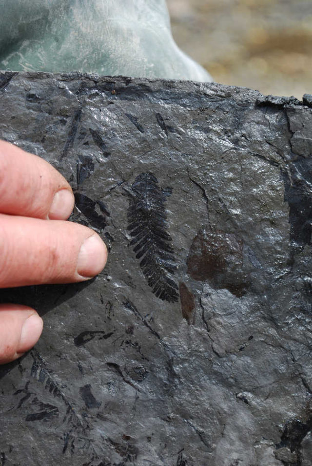 Kupreanof fossils paint picture of a warm and ancient Earth | Juneau Empire
