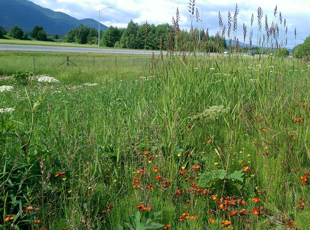 Southeast Alaska's invisible (and invasive) war | Juneau Empire