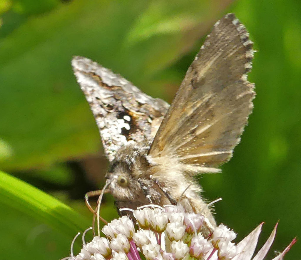 Buzz, chirp, squeak: How and why insects make sound | Juneau Empire