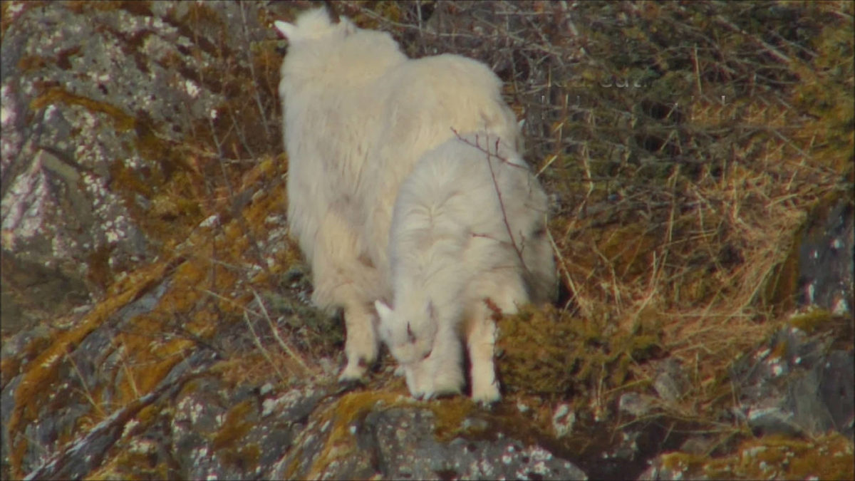 Why do Alaska’s mountain goats eat lichen? | Juneau Empire