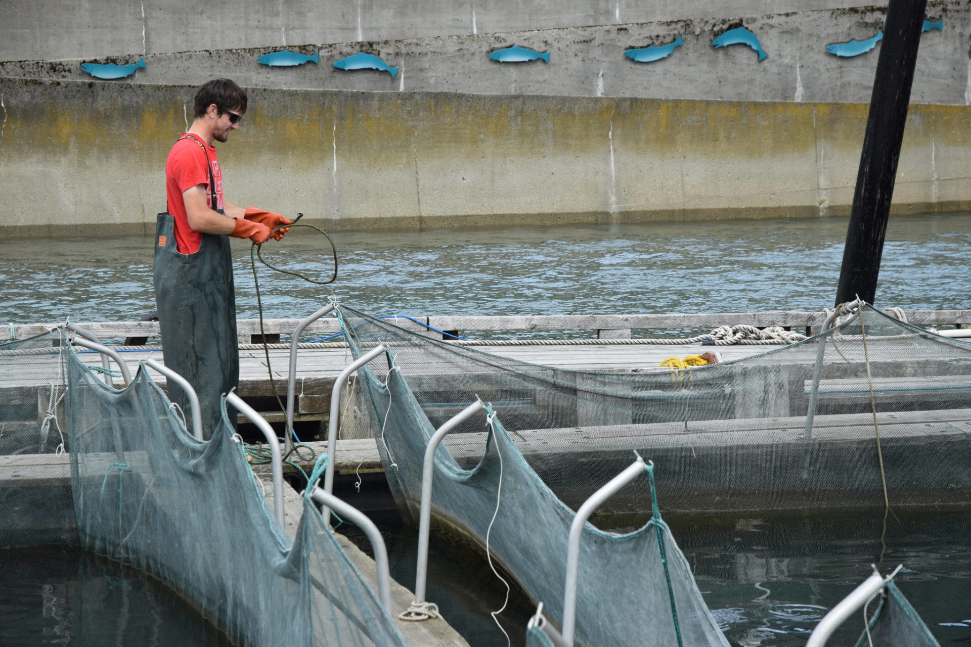 Healthy hatchery fish flee the nest | Juneau Empire