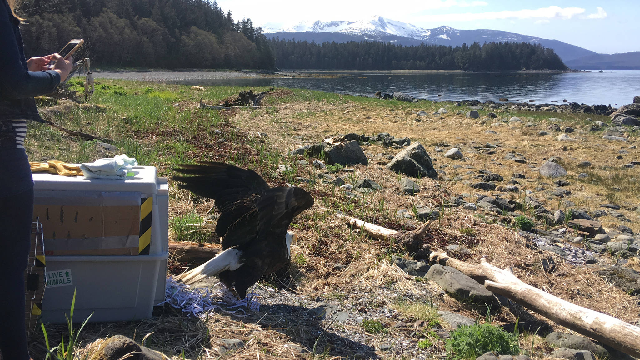Unconscious adult bald eagle recovers | Juneau Empire