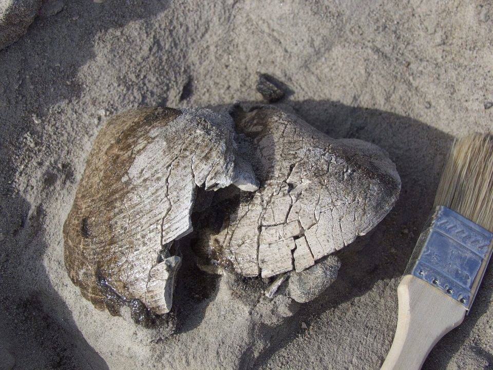 Hunting fossils under the midnight sun | Juneau Empire