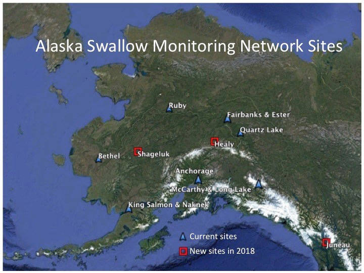 With numbers halved since ’60s, swallows are subject of local Audubon ...