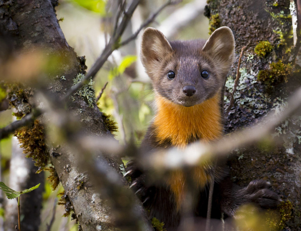 Southeast’s mustelids include the well-known and elusive | Juneau Empire