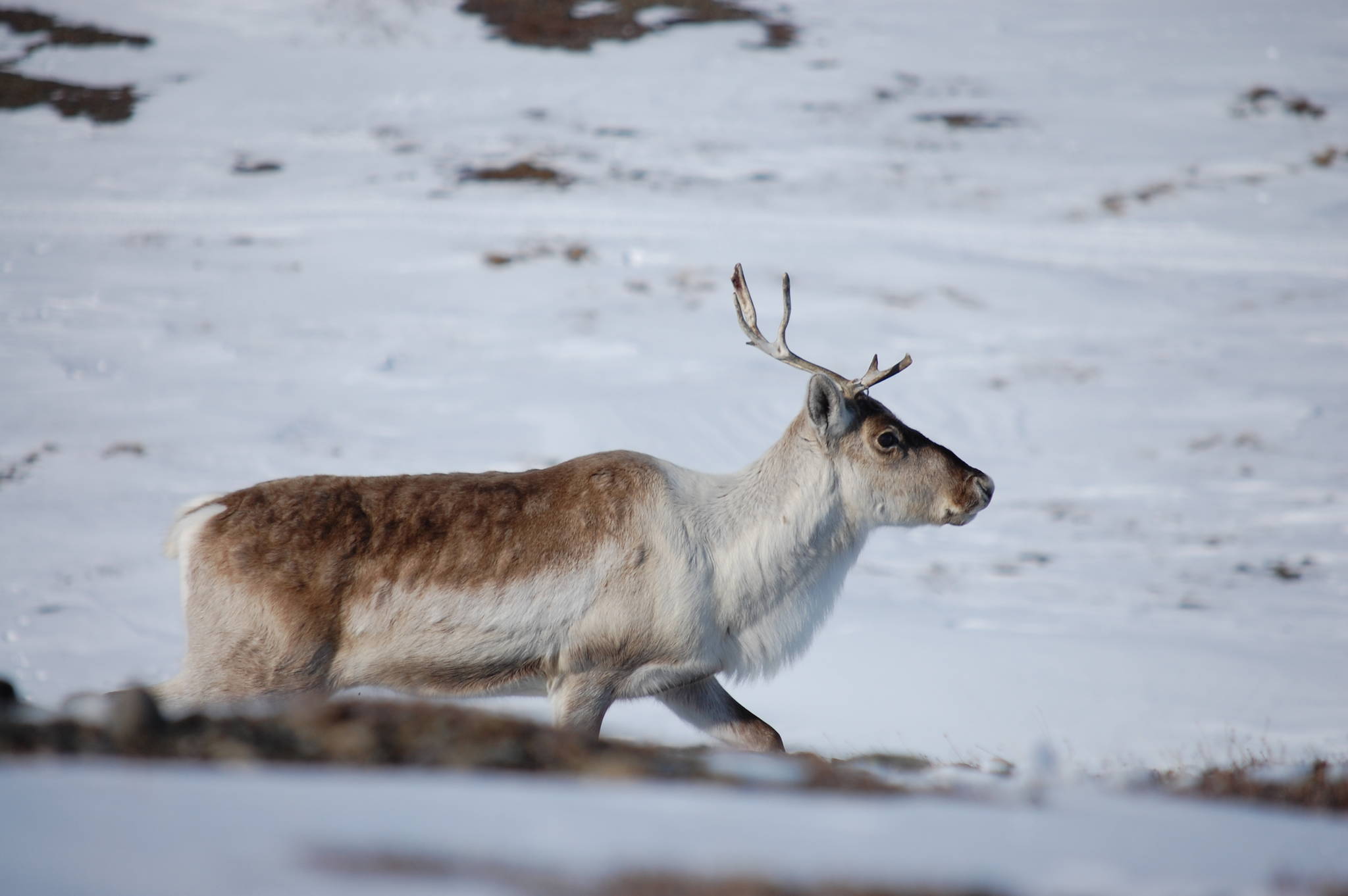 A ski through the Central Brooks Range | Juneau Empire