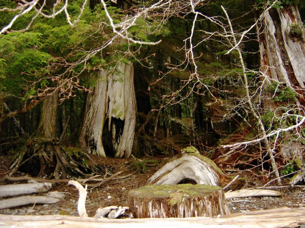 Ketchikan artist delves into mystery of Southeast Alaska ‘fire trees ...
