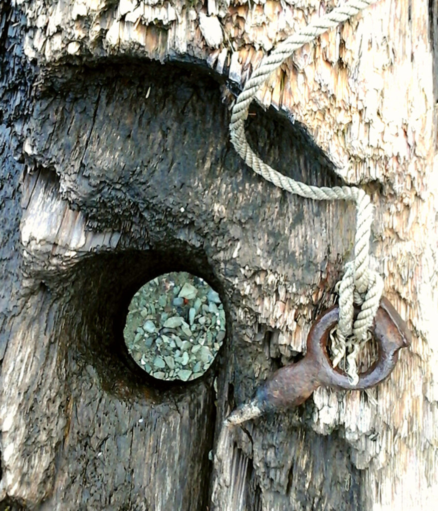 Alaska for Real: The secret life of logging dogs | Juneau Empire