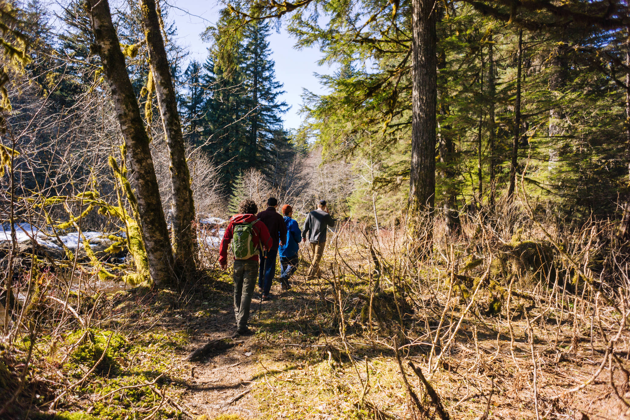 Climbing a really big tree in Cowee Creek | Juneau Empire