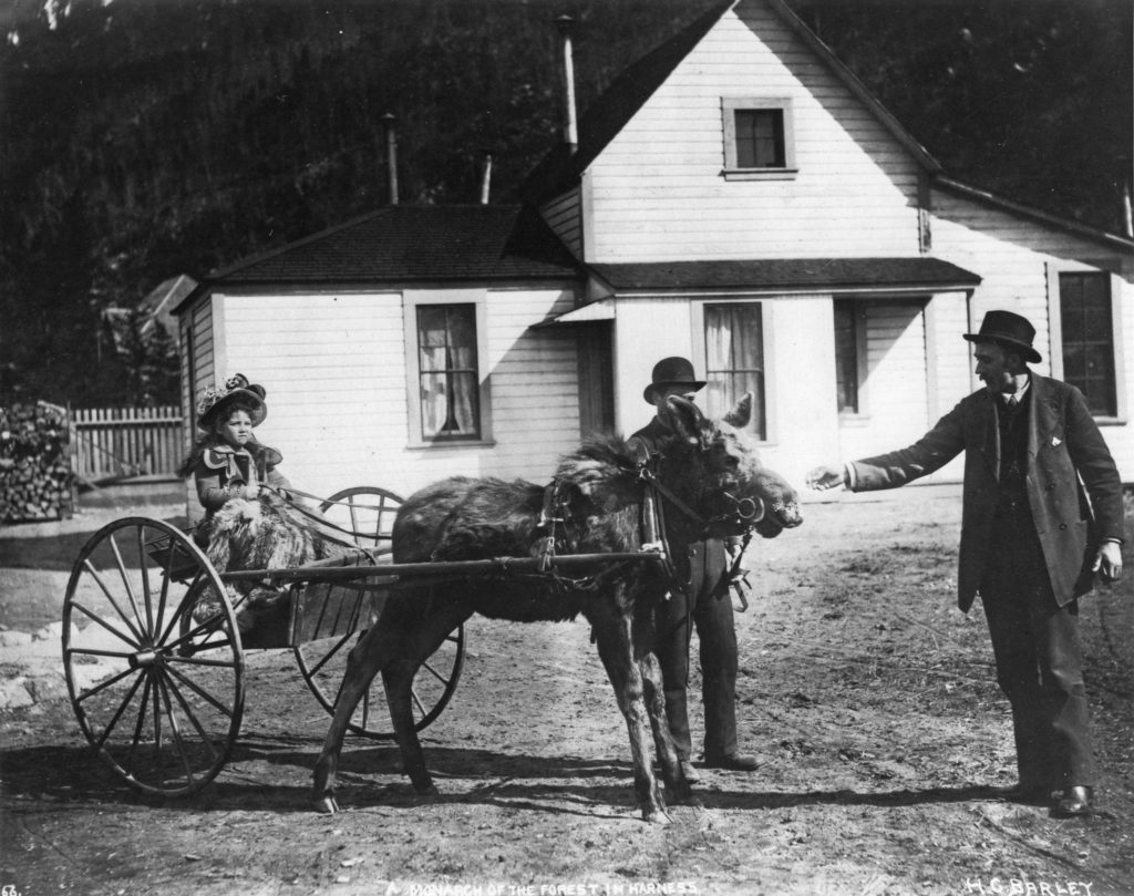 Southeast in Sepia: Carnation the moose and other animals of the gold ...