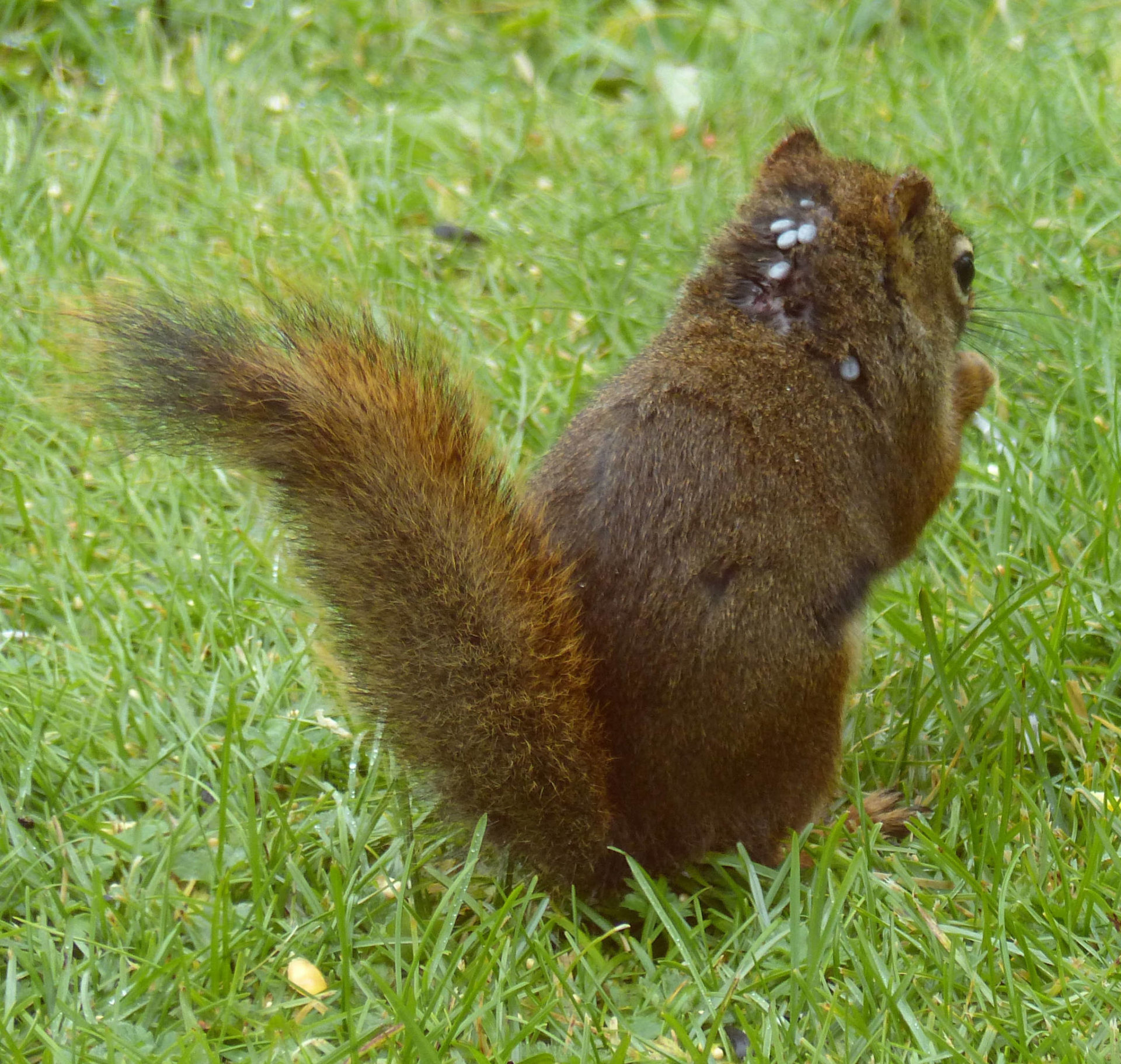 This October, think about blood-sucking ticks | Juneau Empire