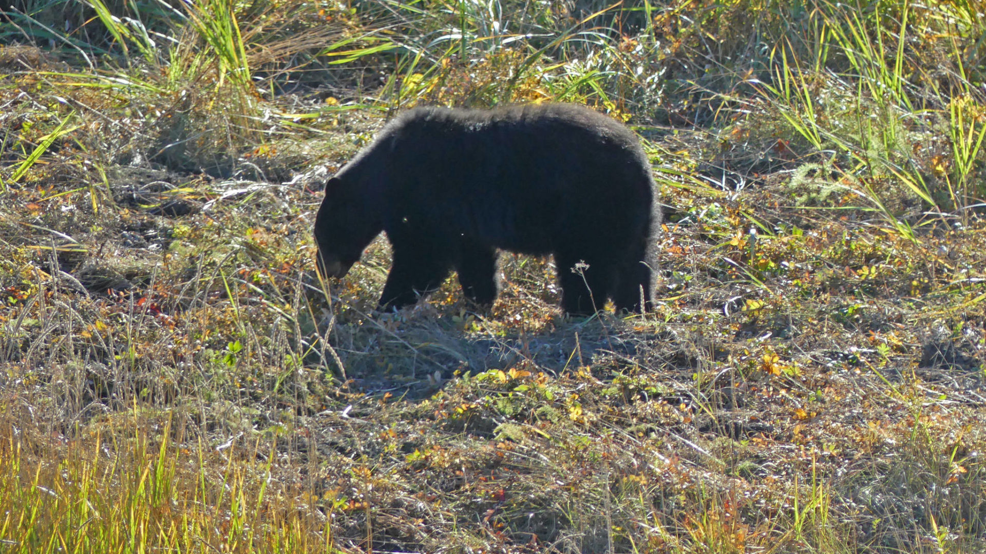 On The Trails: Bears in autumn | Juneau Empire