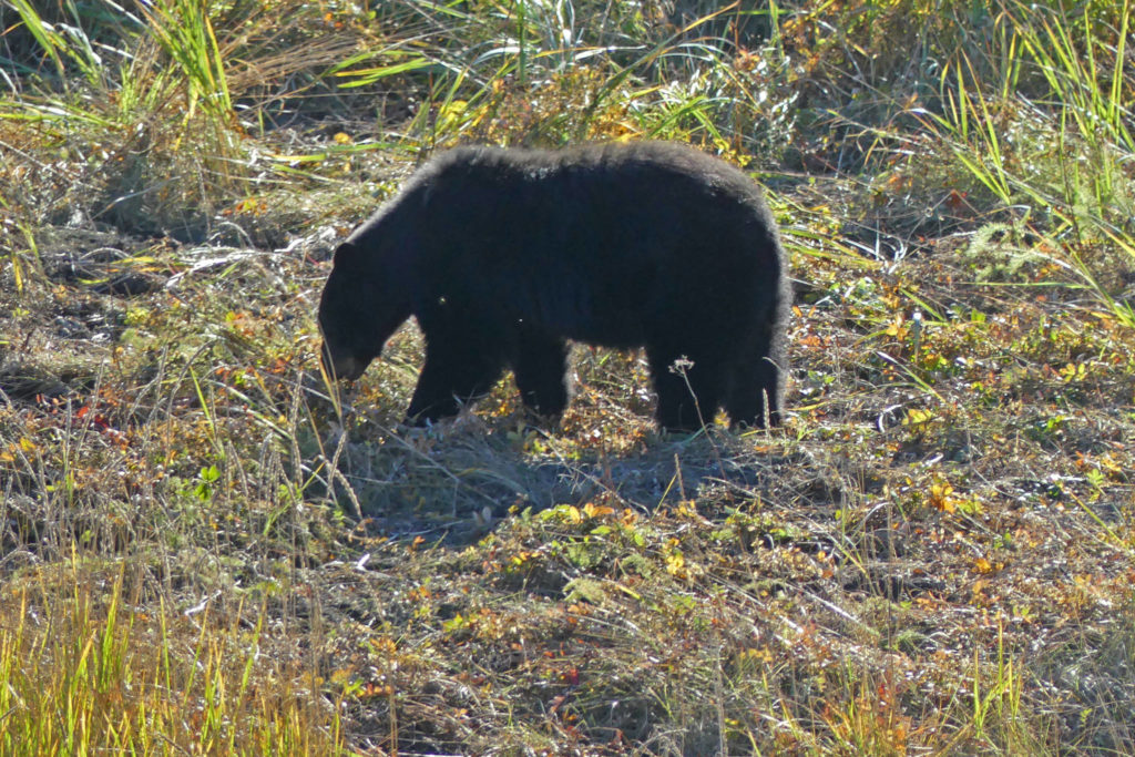 On The Trails: Bears in autumn | Juneau Empire