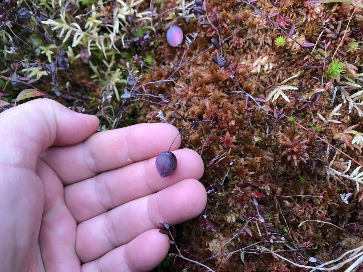 Planet Alaska: Muskeg Love | Juneau Empire