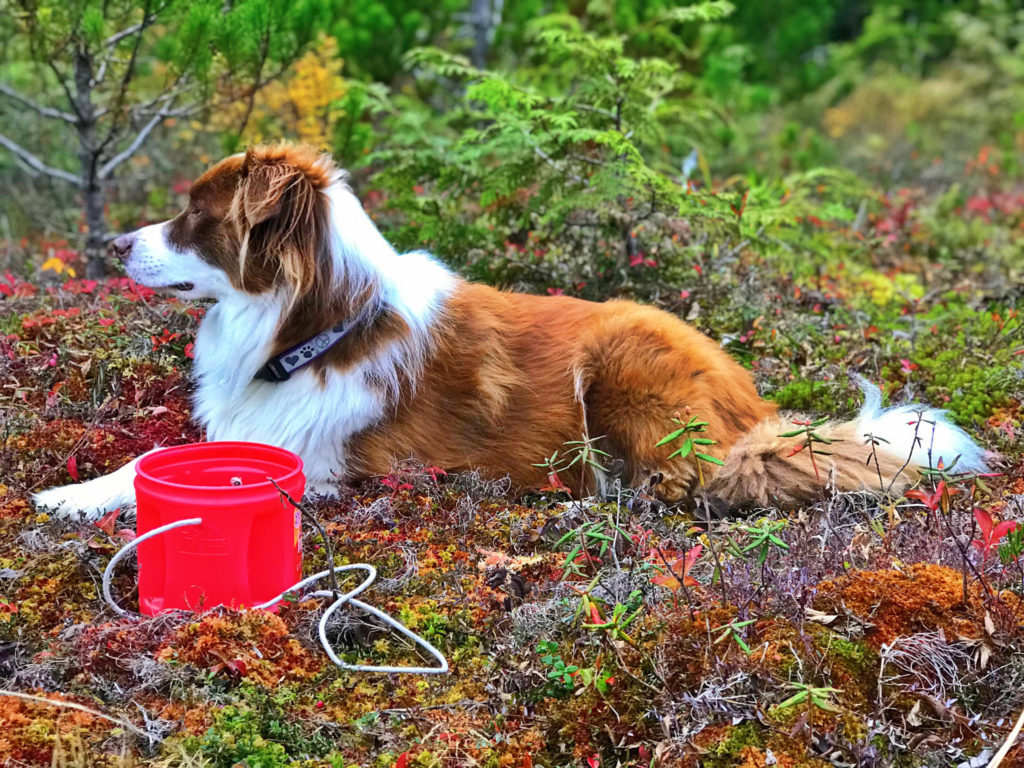 Planet Alaska: Muskeg Love | Juneau Empire