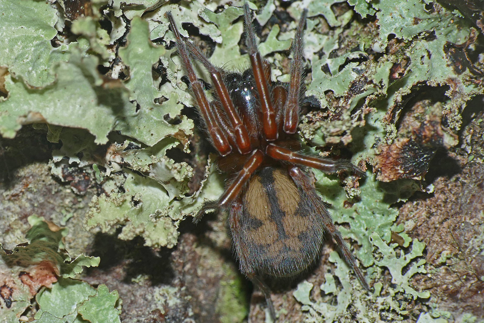 What lurks beneath: Creatures under tree bark and the stories they tell ...