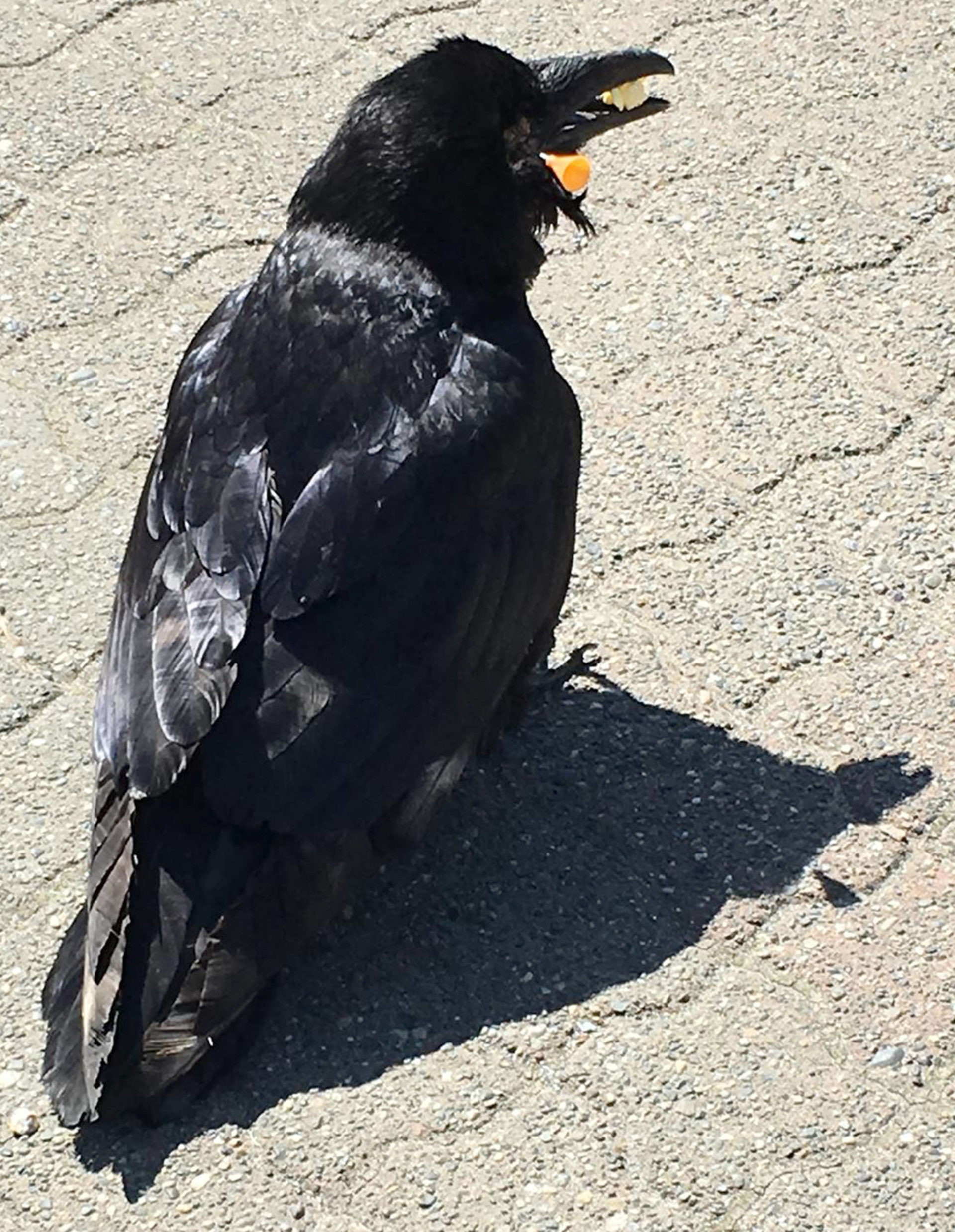 For almost two months, this raven has survived with a blow dart in its ...