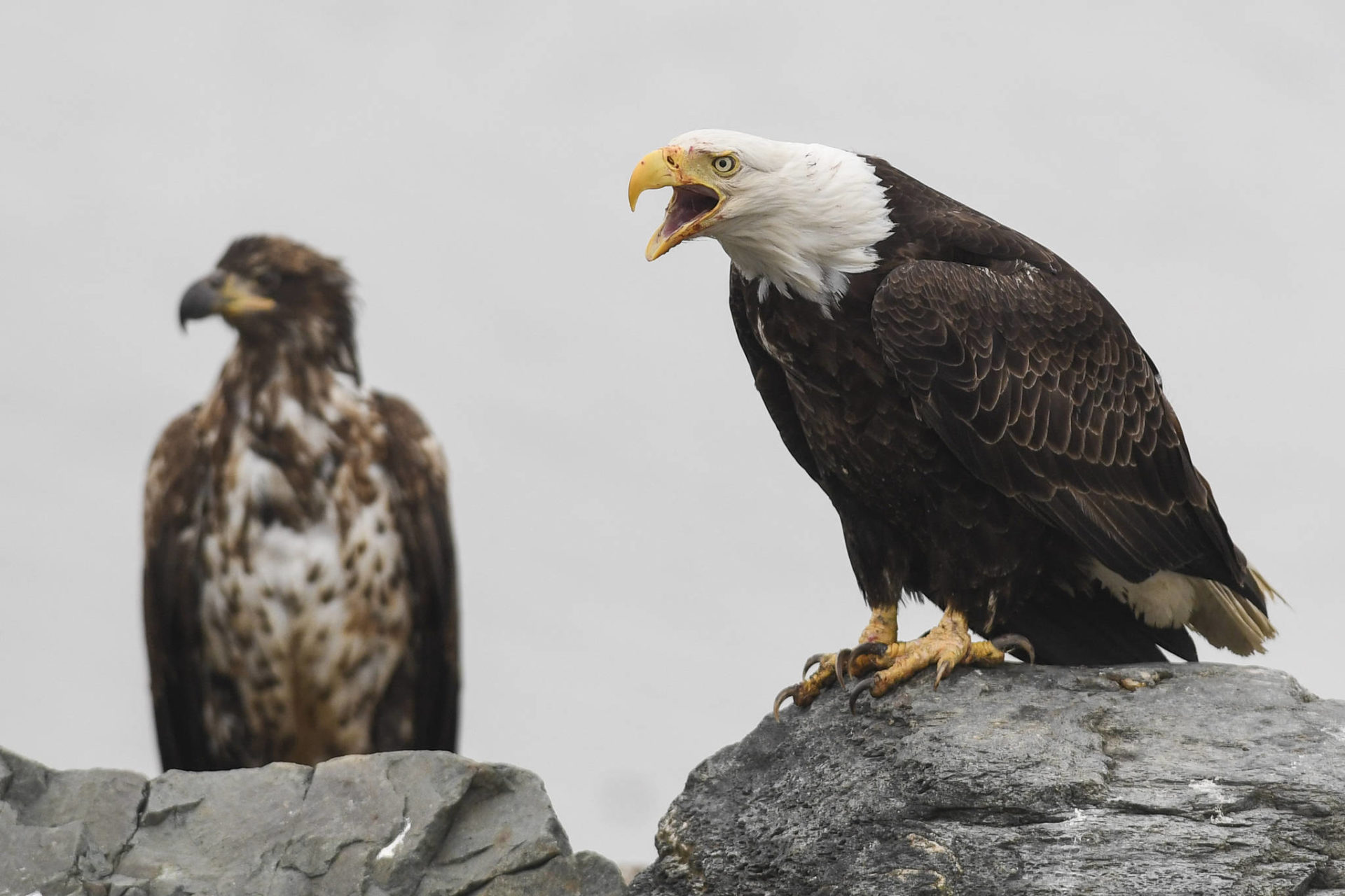 PHOTOS: Bald eagles feast near DIPAC | Juneau Empire