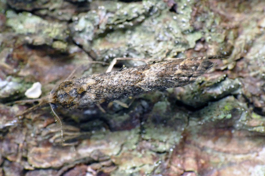 Why so cryptic? These animals hide in plain sight | Juneau Empire