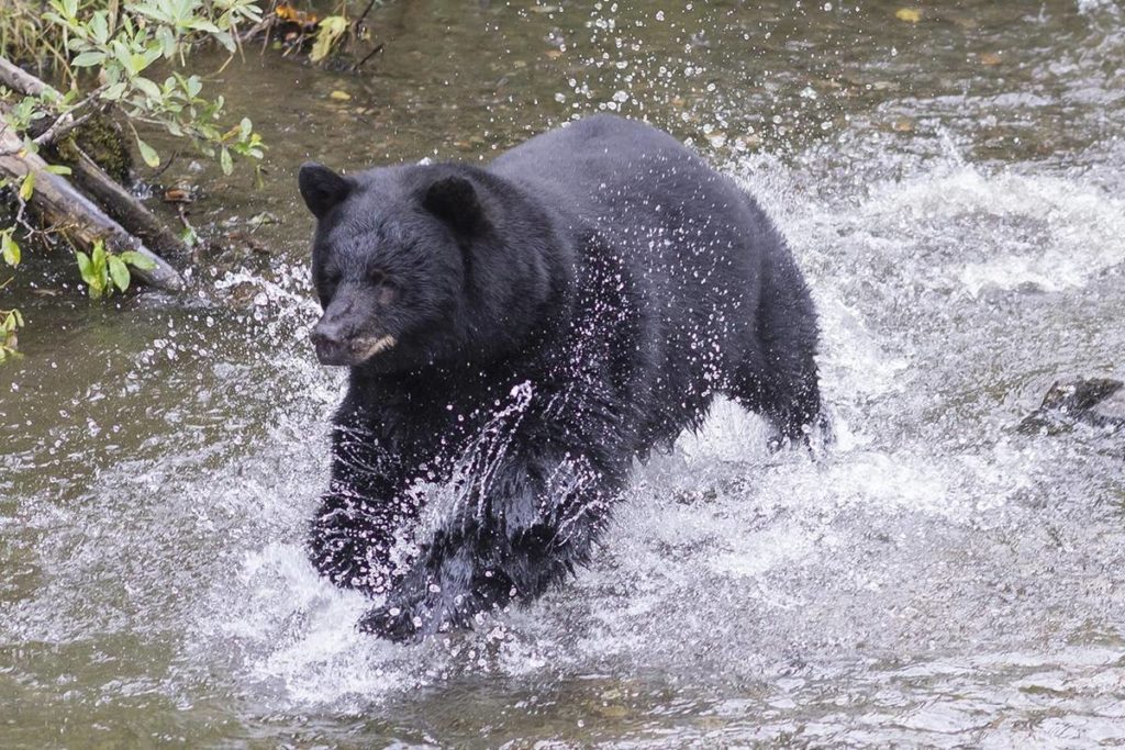Bear-ly any nuisance bears in Juneau this year | Juneau Empire