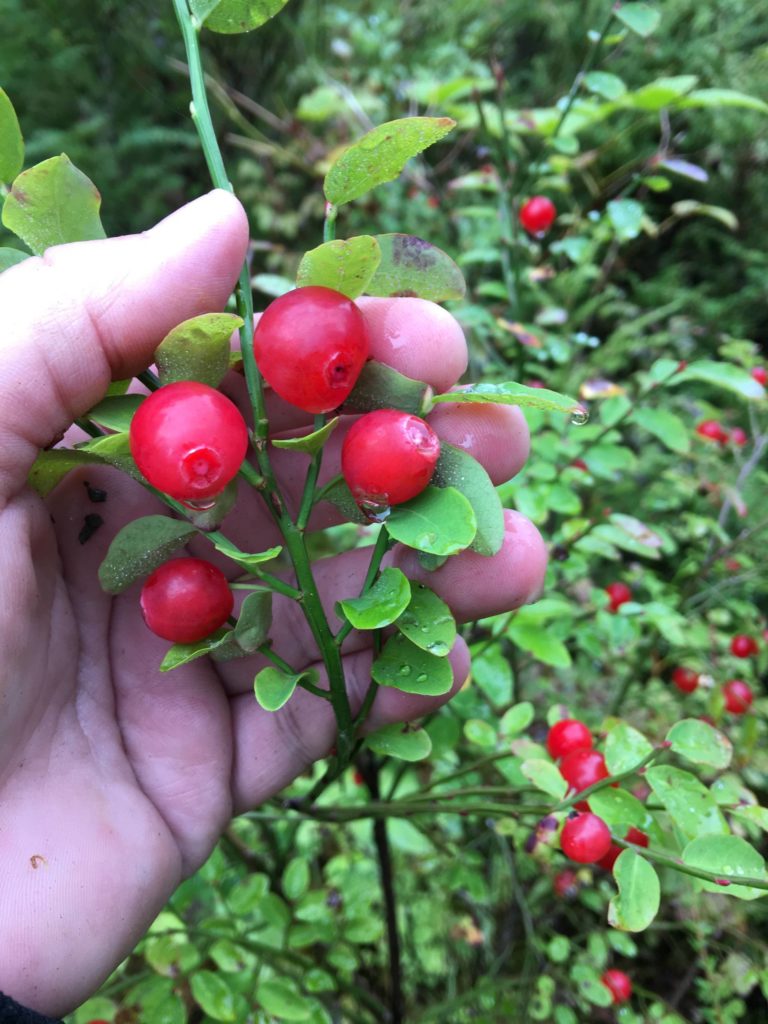 Planet Alaska: Red Huckleberries: Food for Songbirds | Juneau Empire