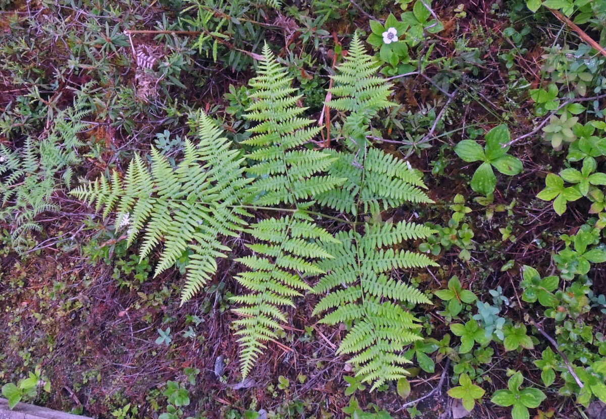 Who eats ferns? | Juneau Empire