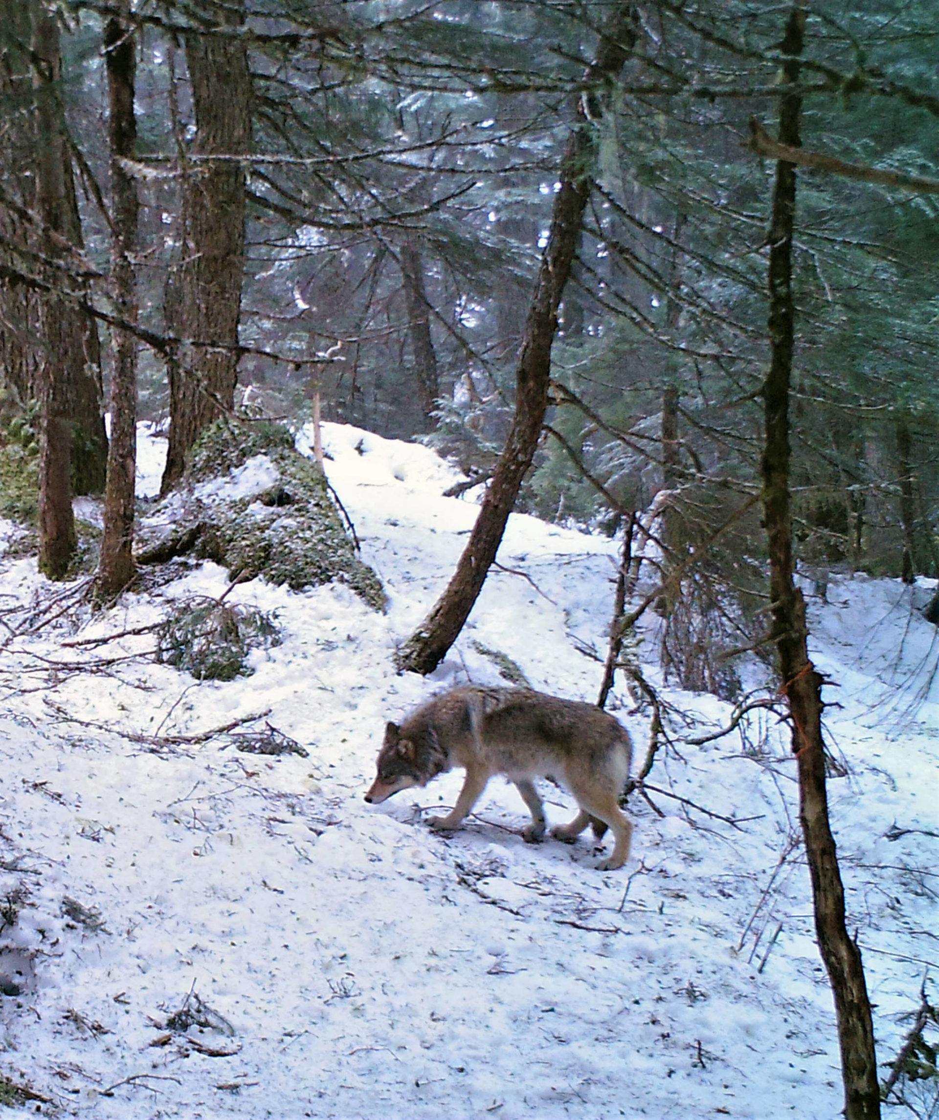 Juneau guides help film crew capture something never seen before on ...