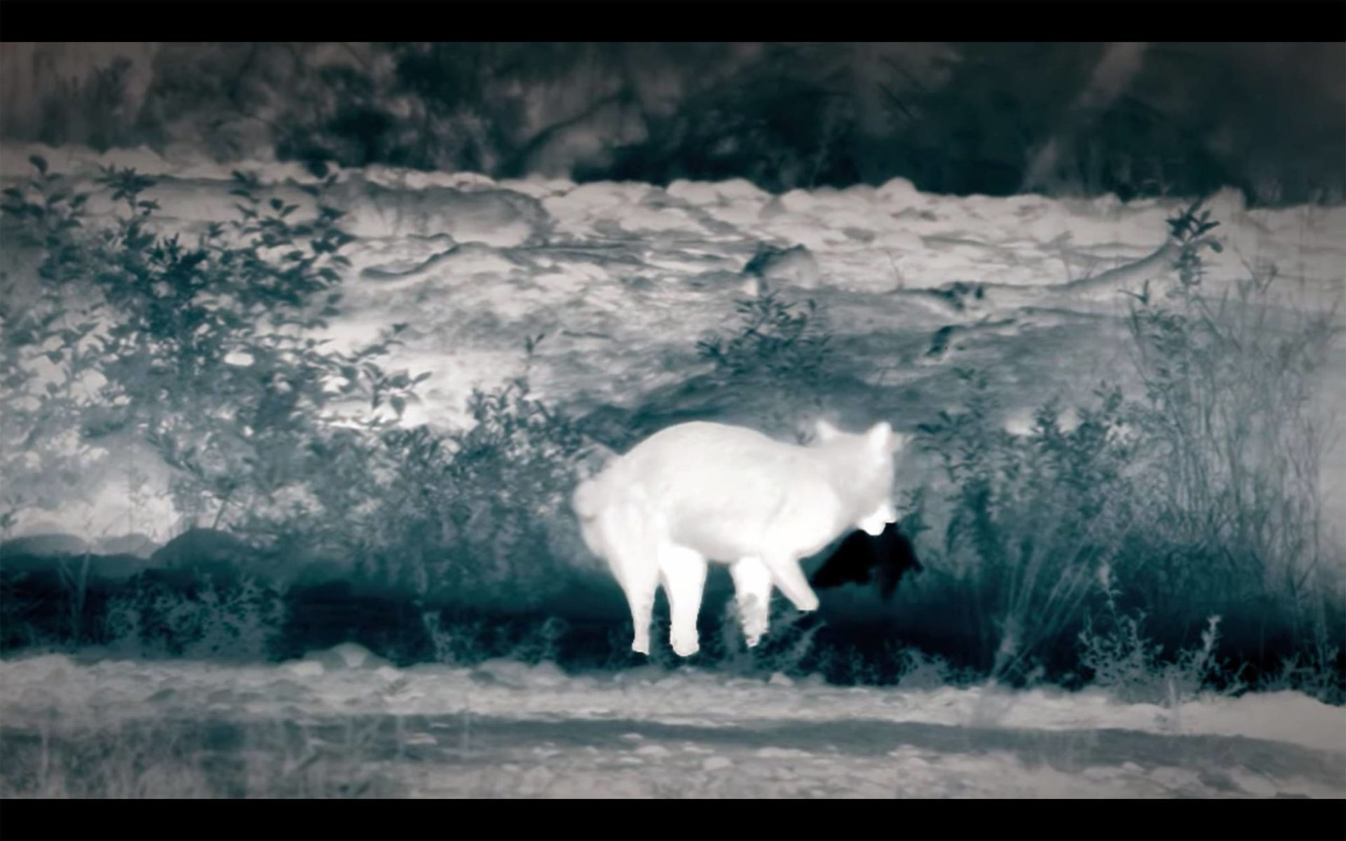 Juneau guides help film crew capture something never seen before on ...