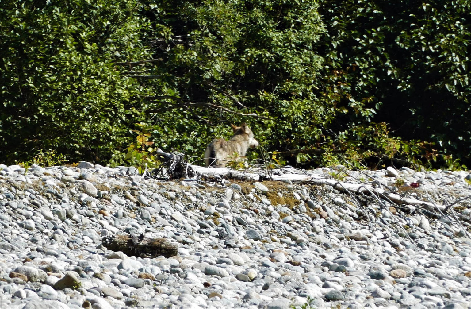Juneau guides help film crew capture something never seen before on ...