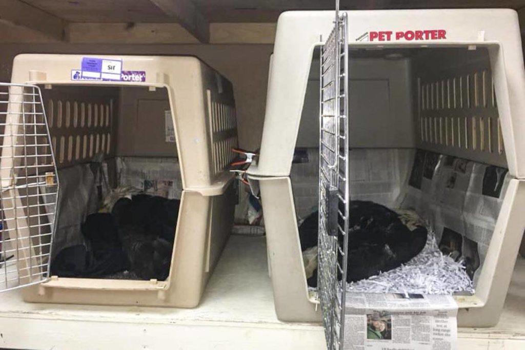 Raptor center rescues 2 injured bald eagles near Lemon Creek | Juneau ...