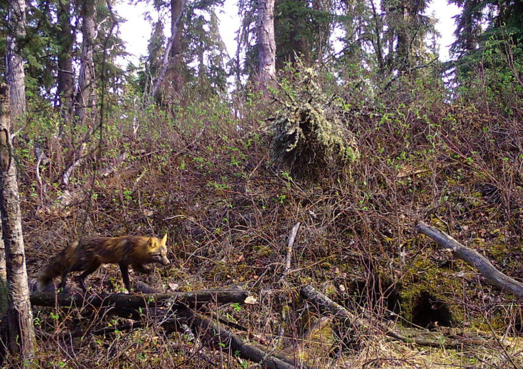The secret life of a red fox family | Juneau Empire