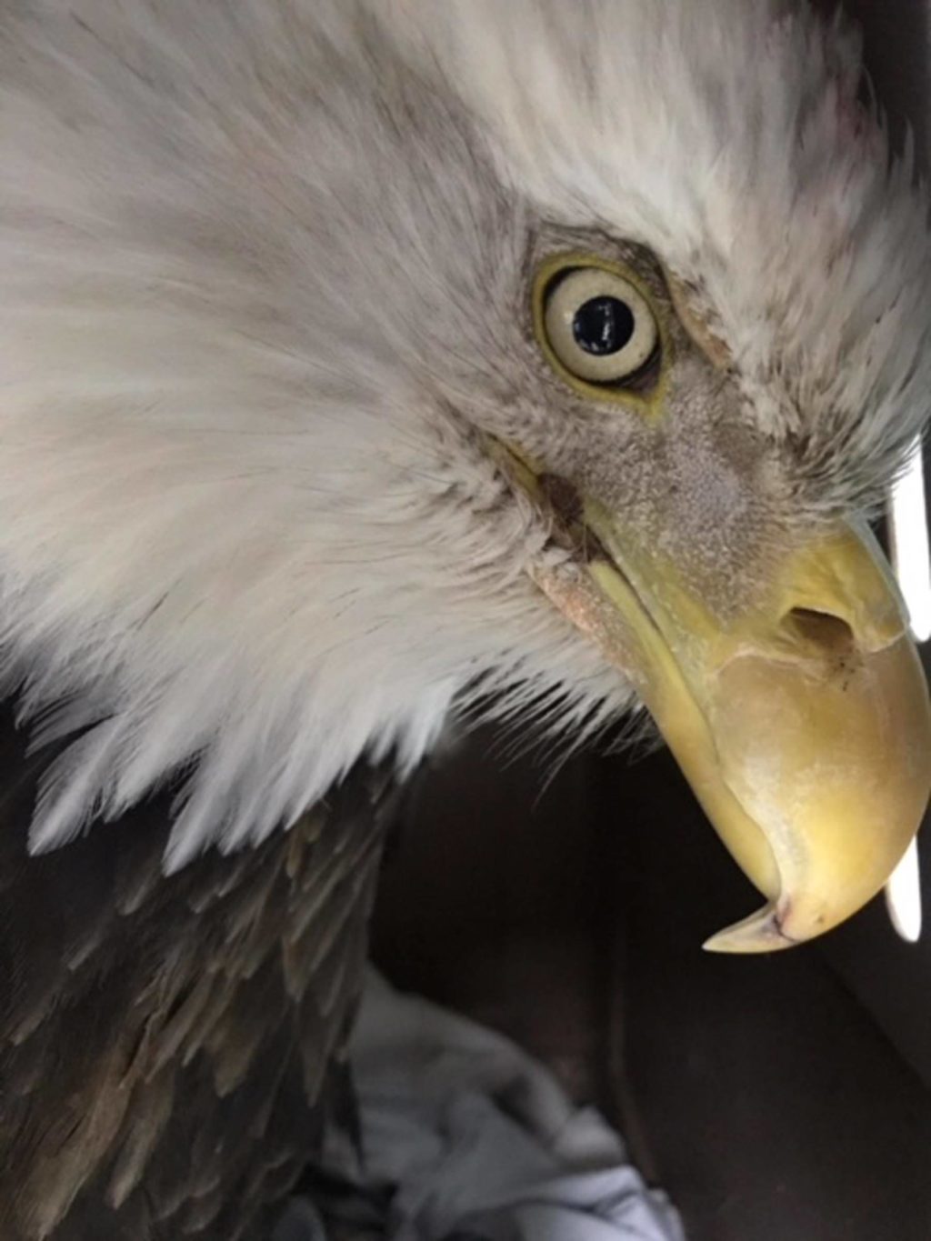 Raptor Center still in business with new distancing rules | Juneau Empire