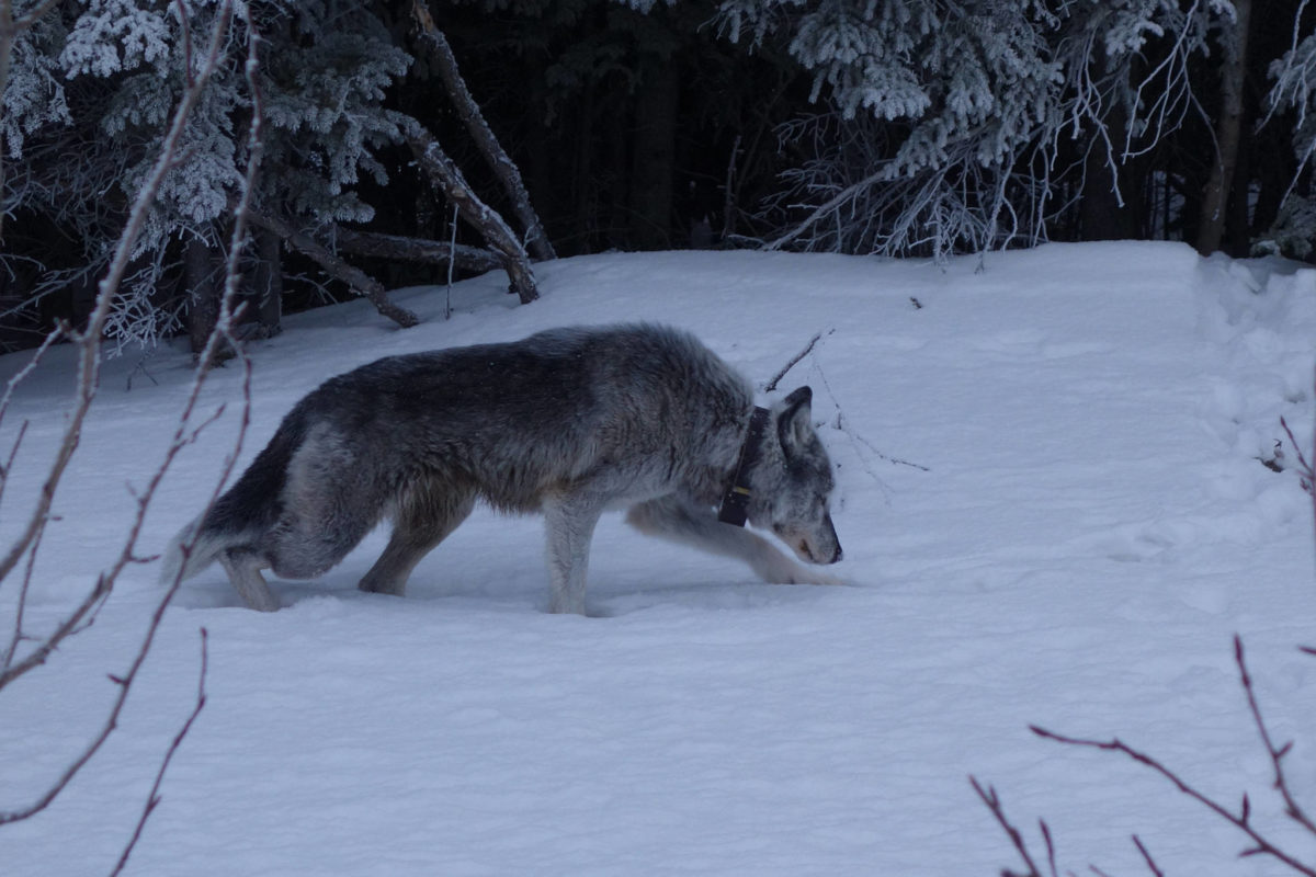 Life of Riley reaches its end | Juneau Empire