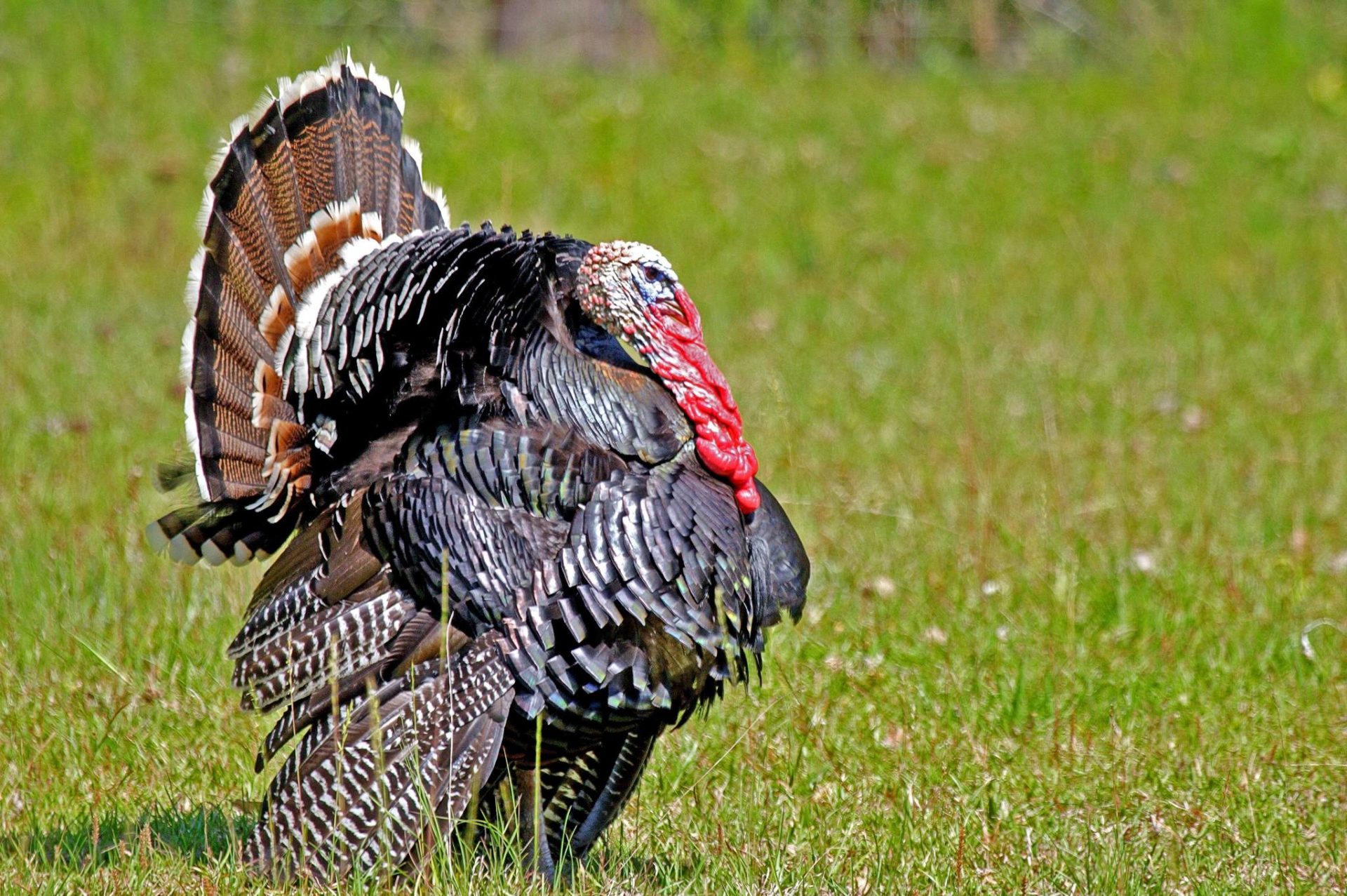 How tails help birds get ahead | Juneau Empire