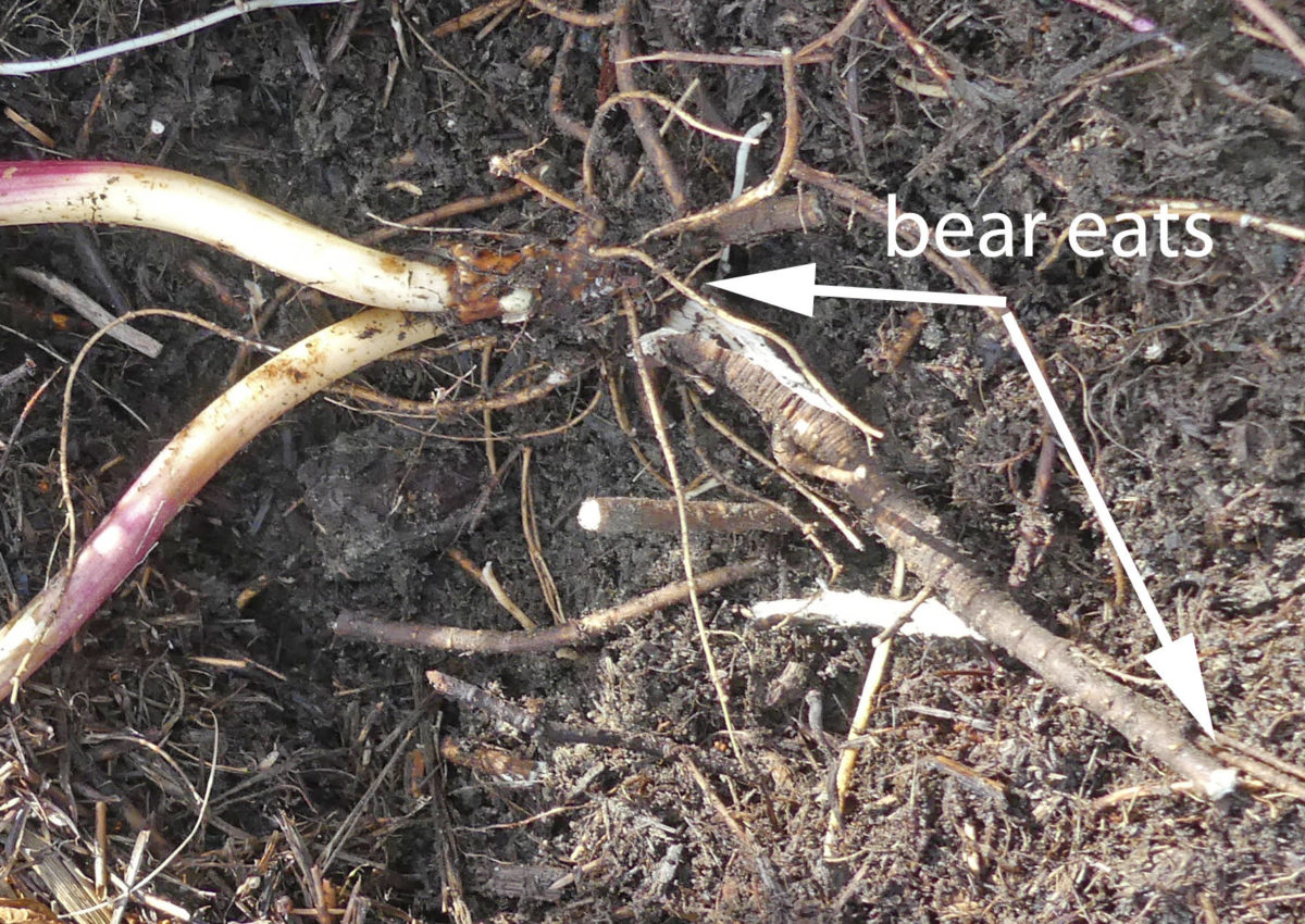 What’s on taproot: Carrots and their wild relatives | Juneau Empire