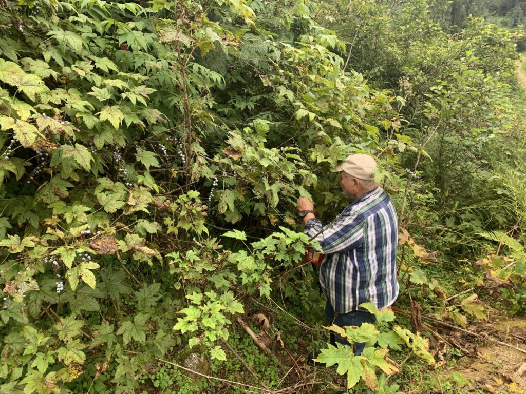 Planet Alaska: Stink currants and landslides | Juneau Empire