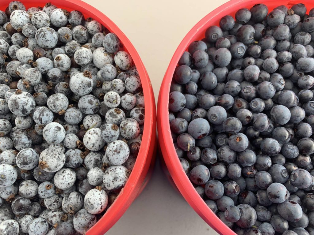 Planet Alaska: Stink currants and landslides | Juneau Empire