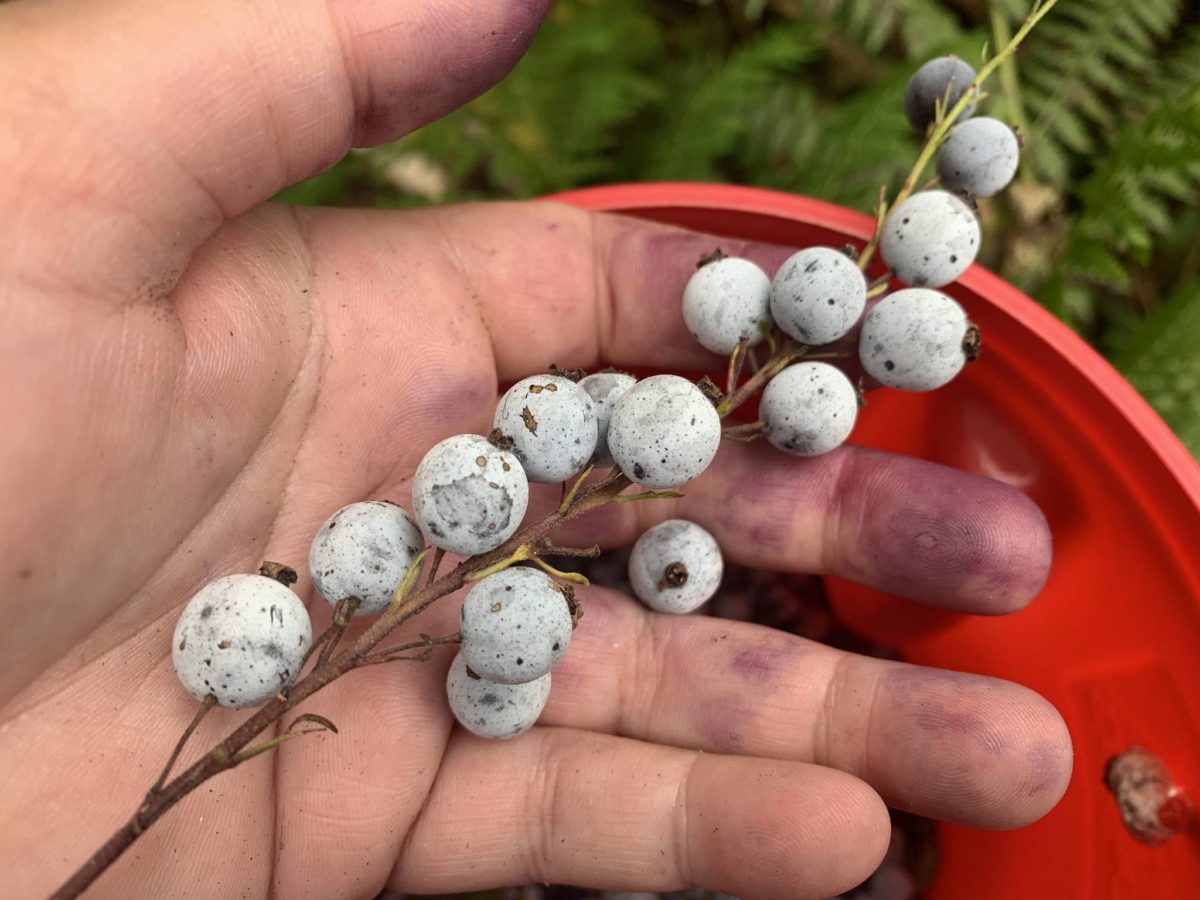 Planet Alaska: Stink currants and landslides | Juneau Empire