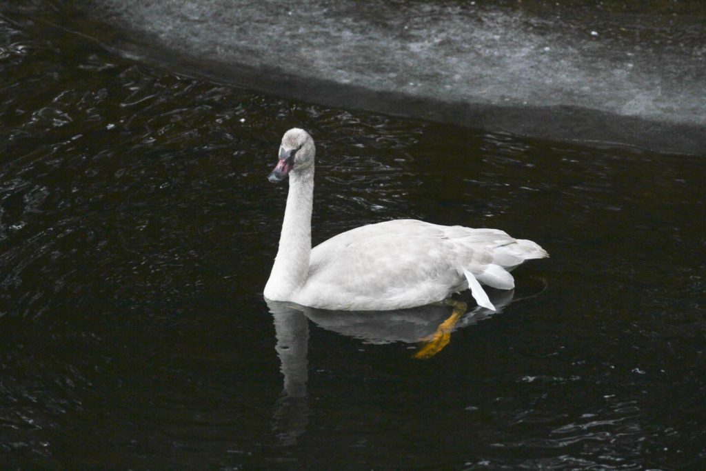 ‘Good morning, a swan’s escaped’: On scene with the Juneau Raptor ...