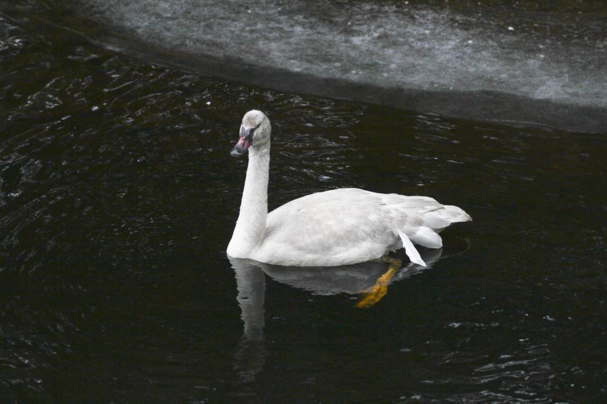 ‘Good morning, a swan’s escaped’: On scene with the Juneau Raptor ...
