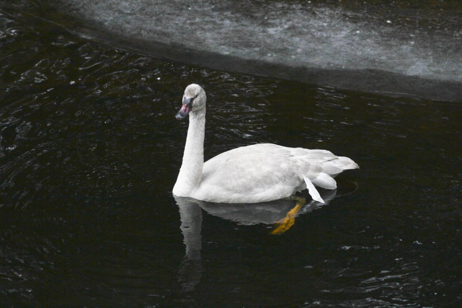 ‘Good morning, a swan’s escaped’: On scene with the Juneau Raptor ...