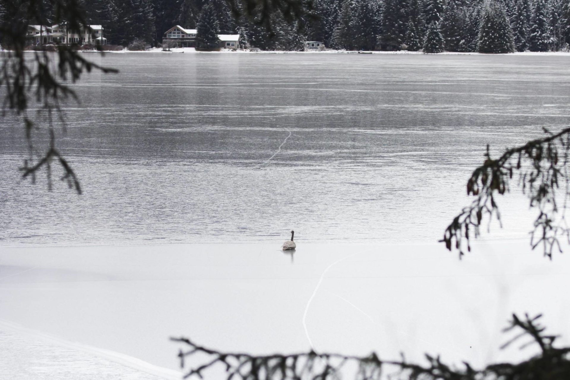 ‘Good morning, a swan’s escaped’: On scene with the Juneau Raptor ...