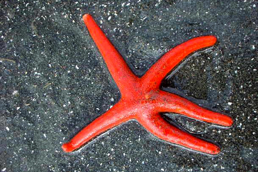 On the Trails: Seeing sea stars makes for intertidal fun | Juneau Empire