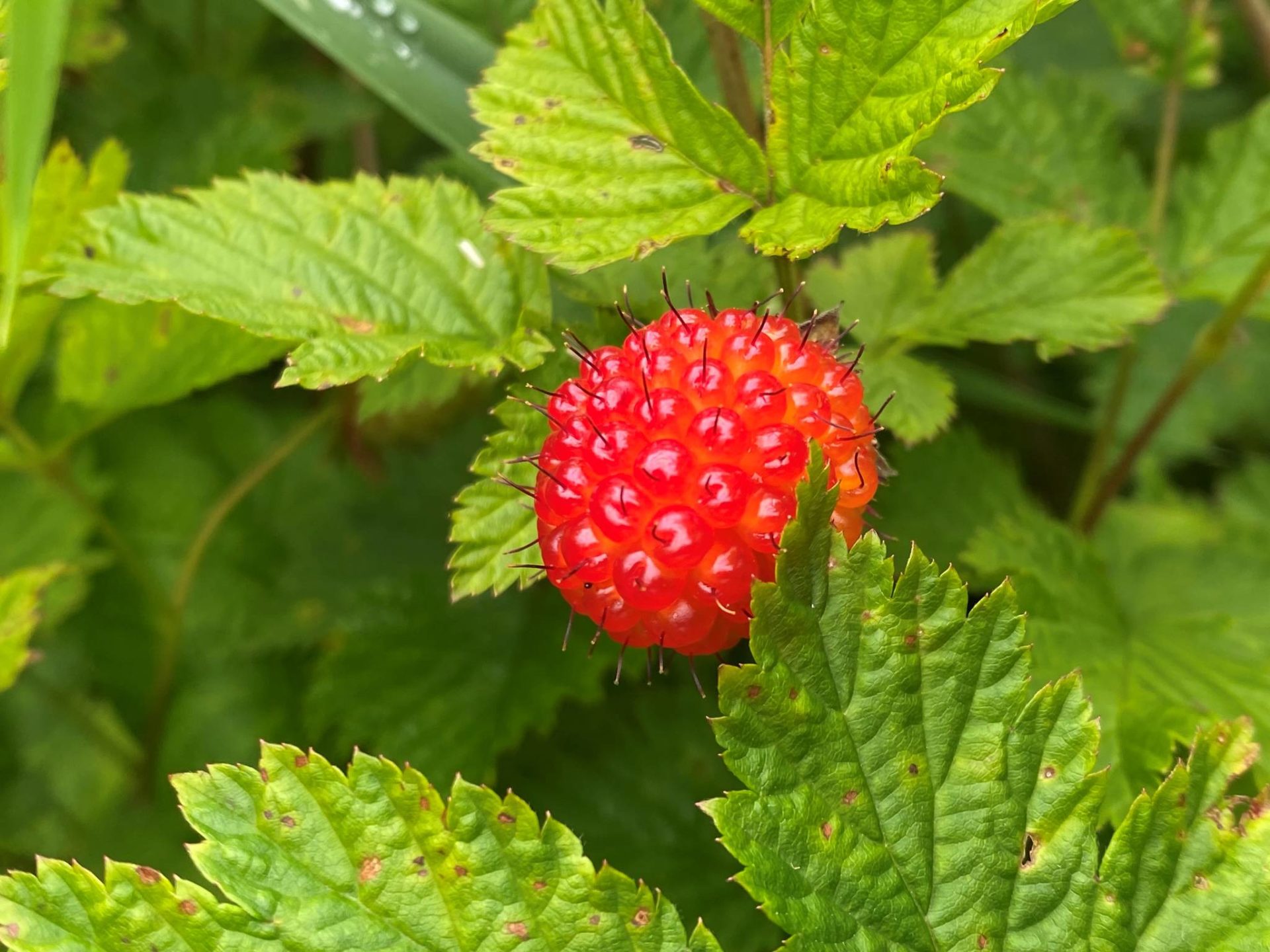 Planet Alaska: Celebrating salmonberries | Juneau Empire