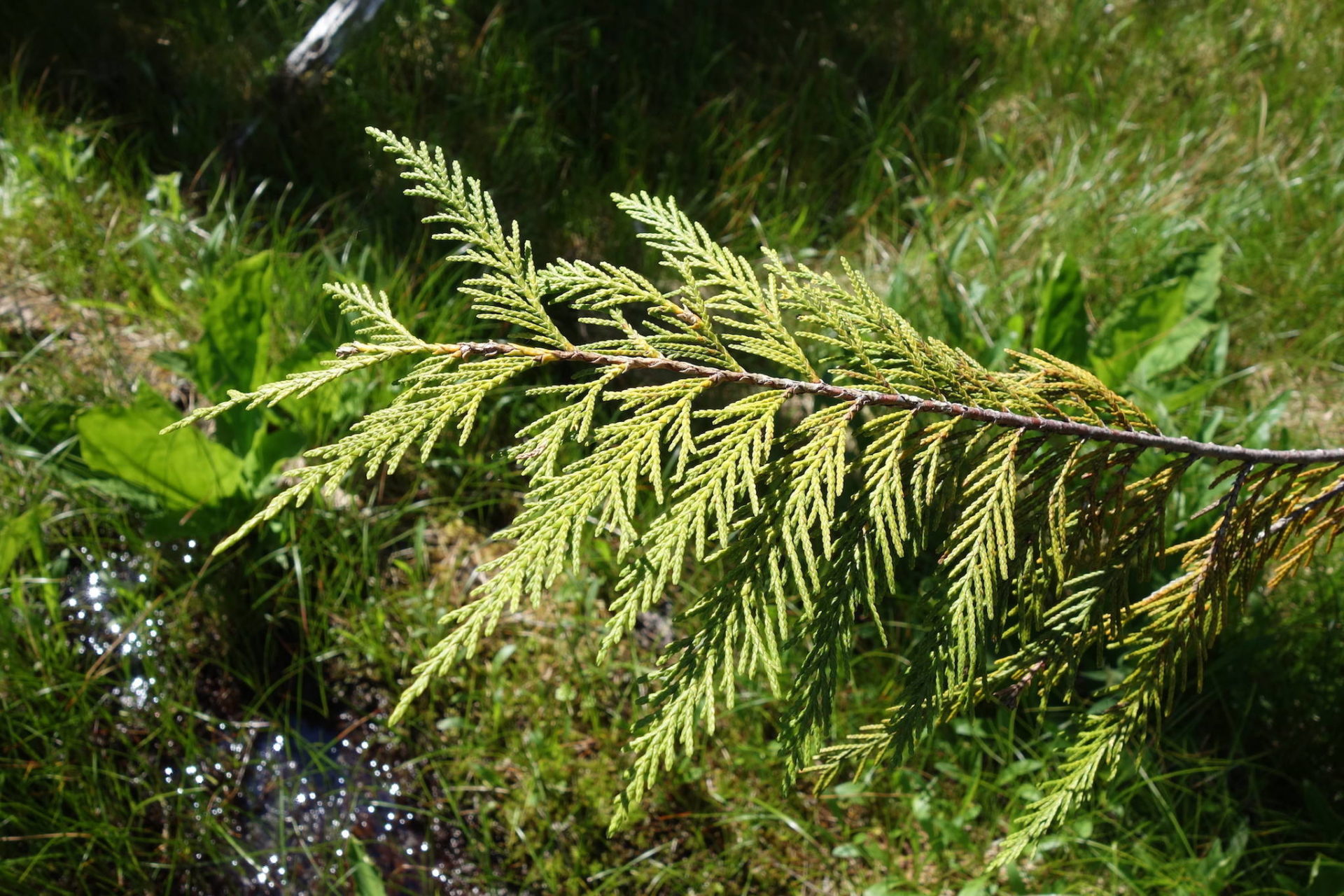 Alaska Science Forum: The majesty and mystery of Alaska yellow cedar ...