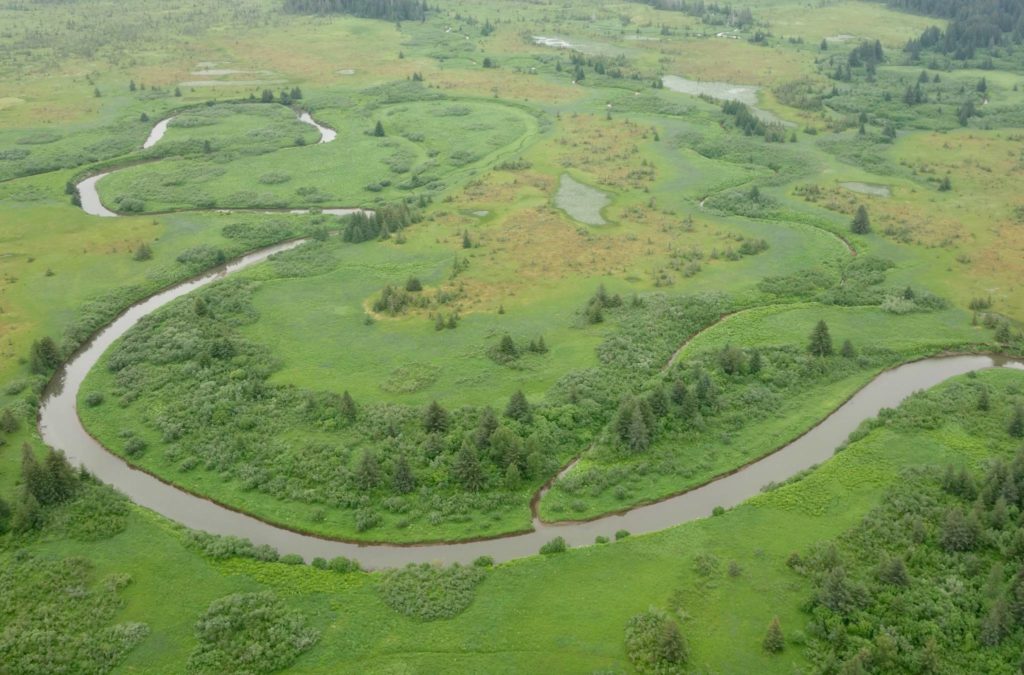 Pine grove near Yakutat is farthest north | Juneau Empire
