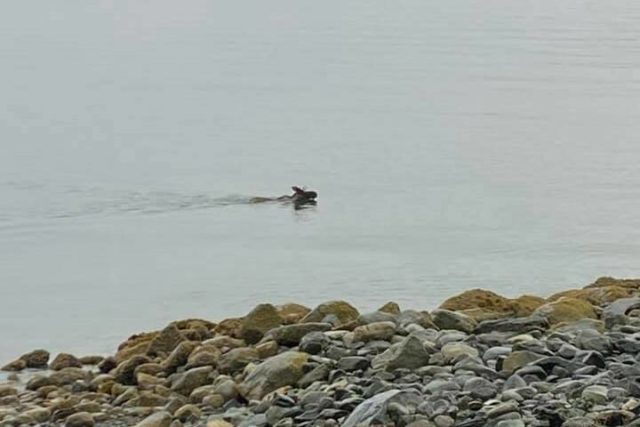 Moose spotted off Lena Point, delighting residents | Juneau Empire