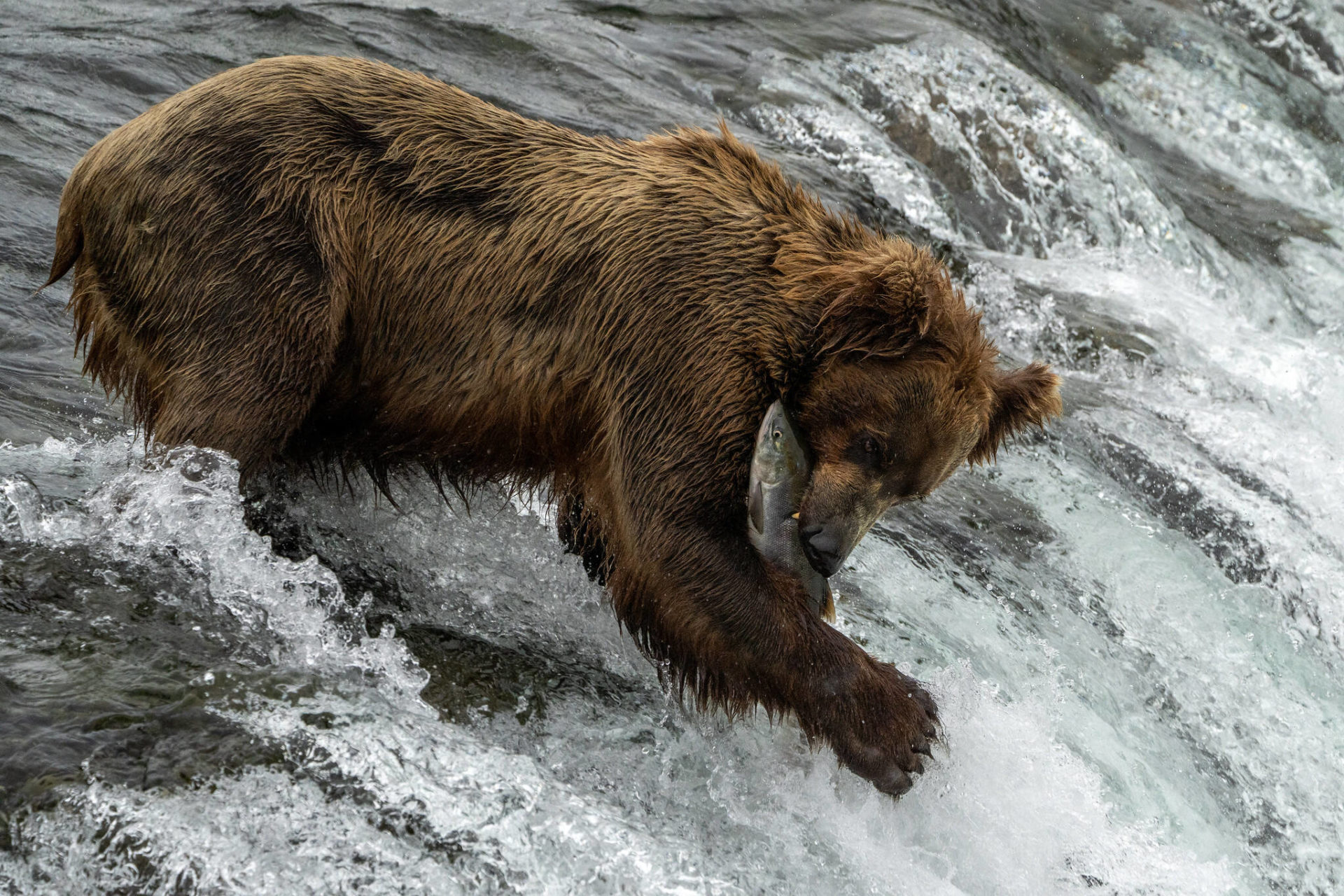 Bears show off full bellies at Katmai for Fat Bear Week | Juneau Empire